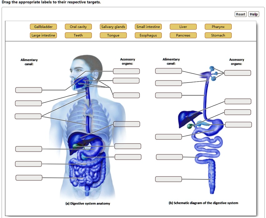 Drag the appropriate labels to their respective targets. Gallbladder ...