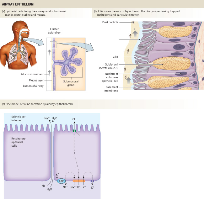 airway epithelium a epithelial cells lining the airways and submucosal glands secrete saline and ...