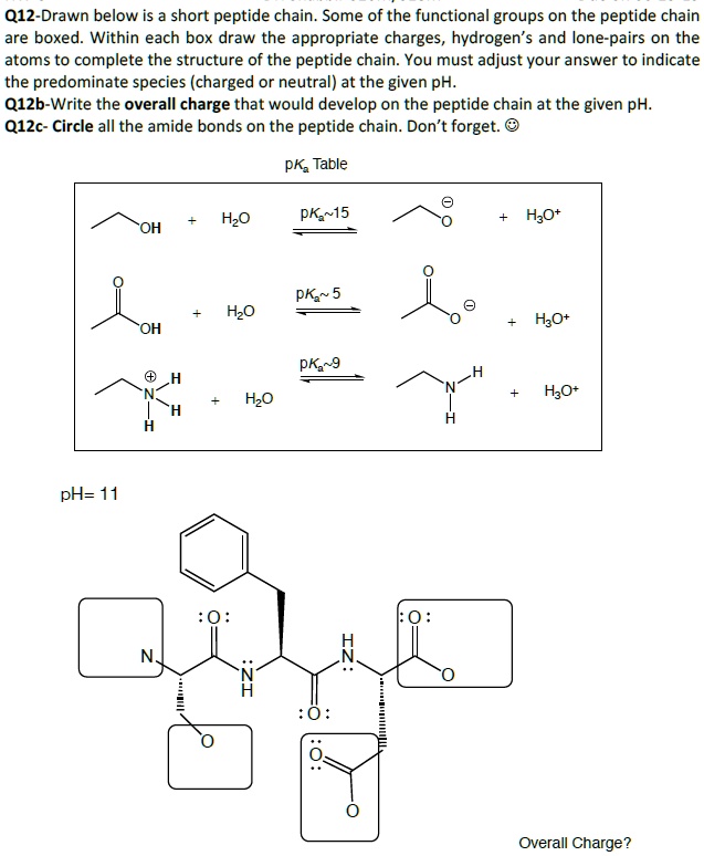 SOLVED: 012-Drawn below is short peptide chain. Some of the functional ...