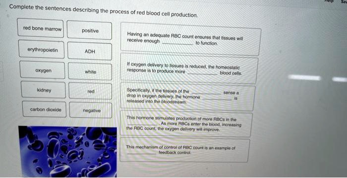 SOLVED: Complete the sentences describing the process of red blood cell ...