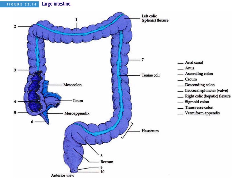 FIGURE 22.14 Large intestine. FIGURE 22.14 Large intestine. Left colic ...