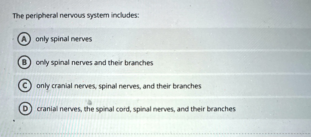The peripheral nervous system includes: A only spinal nerves B only ...