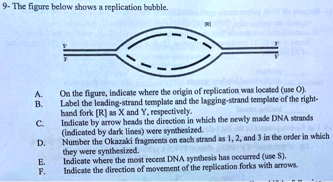 9 the figure below shows a replication bubble on the figure indicate ...