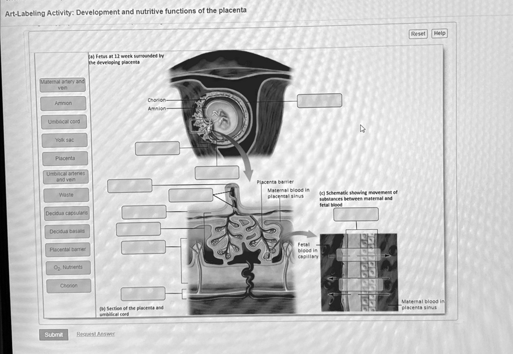 Art-Labeling Activity: Development and nutritive functions of the ...