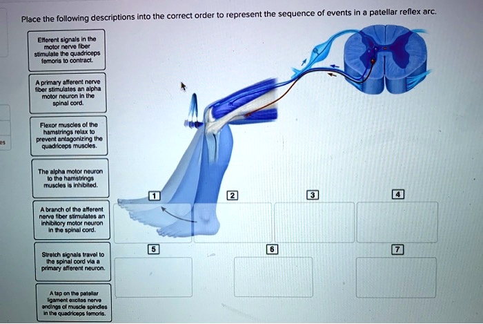 Place the following descriptions into the correct order to represent the sequence of events in a ...