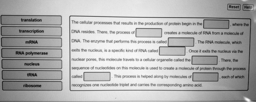 SOLVED: Reset | (Help translation The cellular processes that results ...