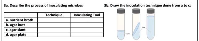 SOLVED:Describe the process of inoculating microbes 3b. Draw the ...