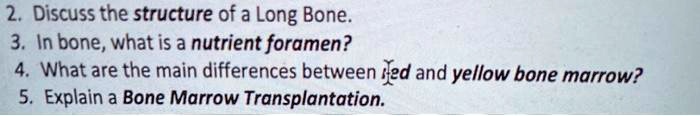 VIDEO solution: 2.Discuss the structure of a Long Bone 3.In bone,what ...