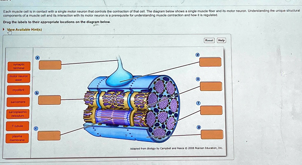 Components of a muscle cell and its interaction with its motor neuron is a prerequisite for ...