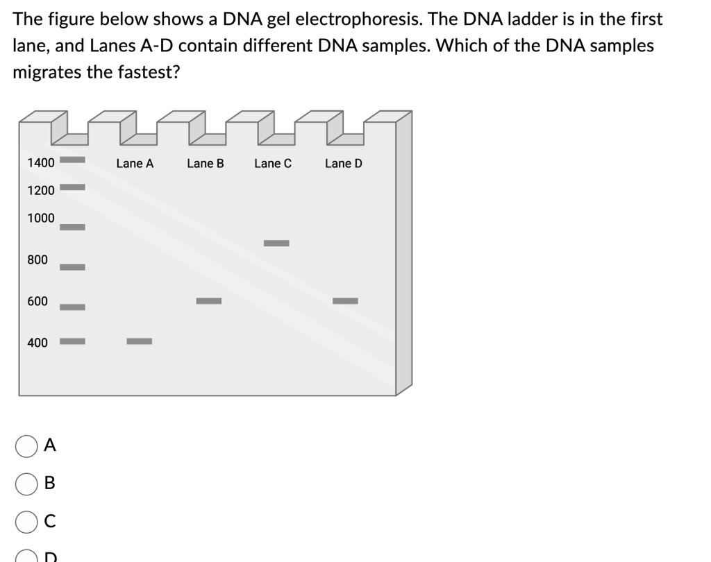 SOLVED: The figure below shows a DNA gel electrophoresis. The DNA ...