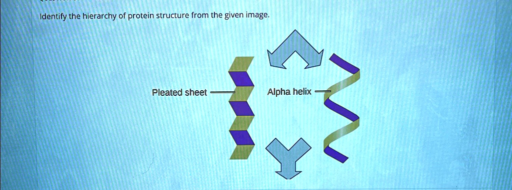 Identify the hierarchy of protein structure from the given...