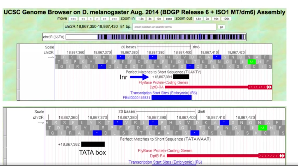 SOLVED: Examine the "RNA-Seq Coverage" and the "FlyBase Genes" tracks in the Genome Browser from ...