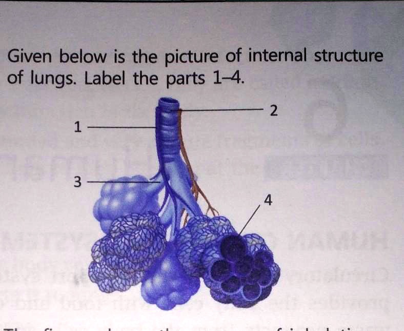 SOLVED: Kindly label the diagram (respiratory system). Given below is ...