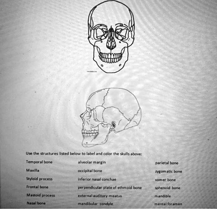 SOLVED: You don't have to color, just label please. Use the structures ...