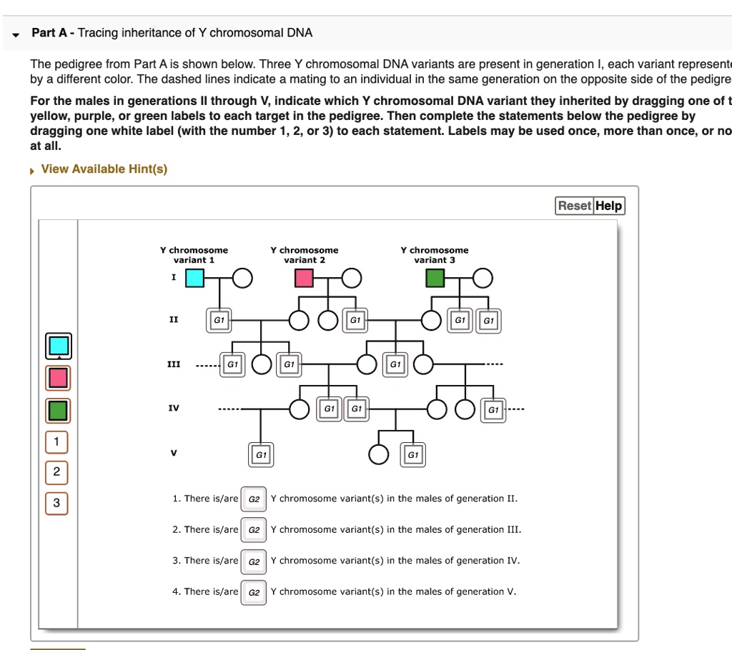 Part A: Tracing Inheritance of Y Chromosomal DNA The pedigree from Part A is shown below. Three ...