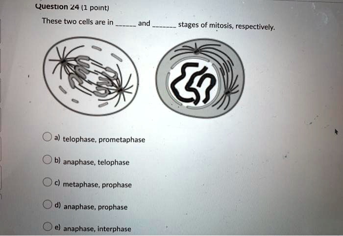 Question 24 (1 point) These two cells are in and stages of mitosis ...