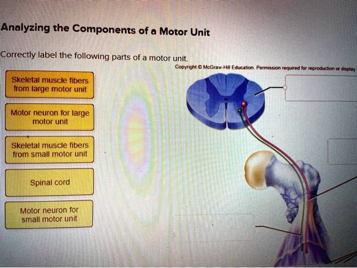 Analyzing the Components of a Motor Unit Correctly label the following ...