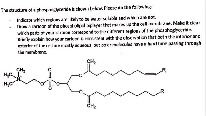 SOLVED: The structure ofa phosphoglyceride is shown below. Please do ...