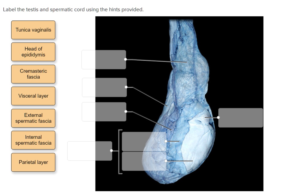 SOLVED: Label the testis and spermatic cord using the hints provided ...