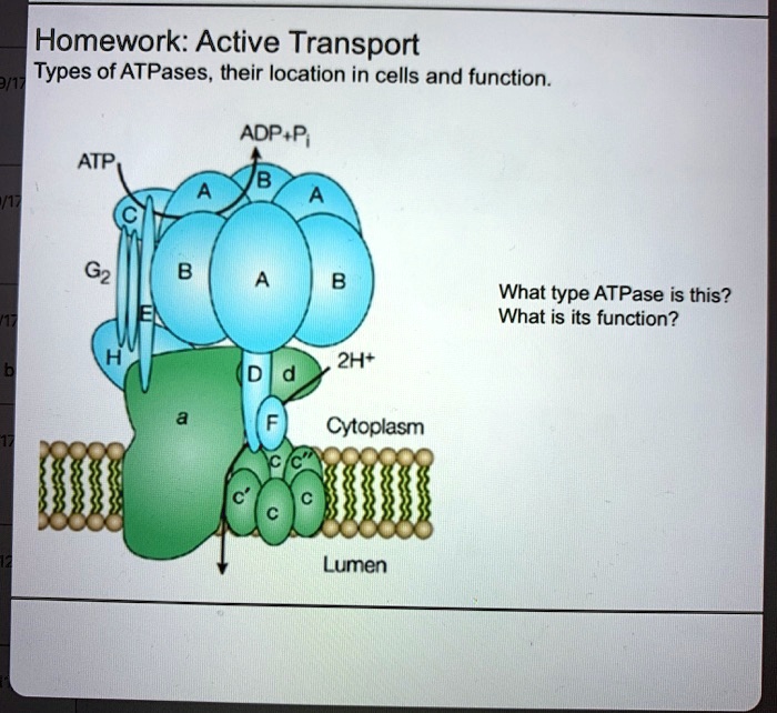 homework active transport types of atpases their location in cells and ...