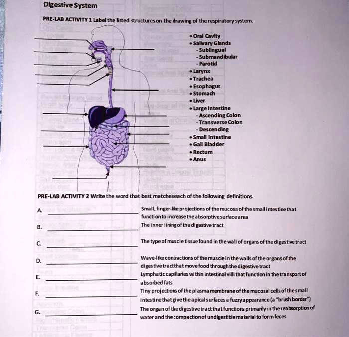 SOLVED: Text: Digestive System PRE-LAB ACTIVITY 1 Label the listed ...