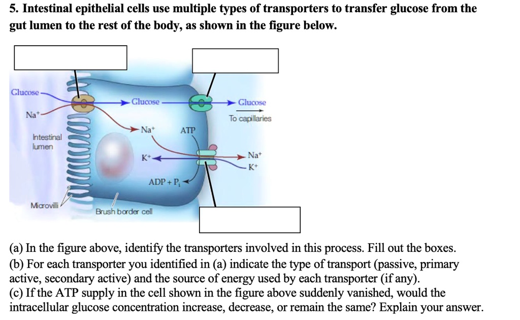 5 intestinal epithelial cells use multiple types of transporters to ...
