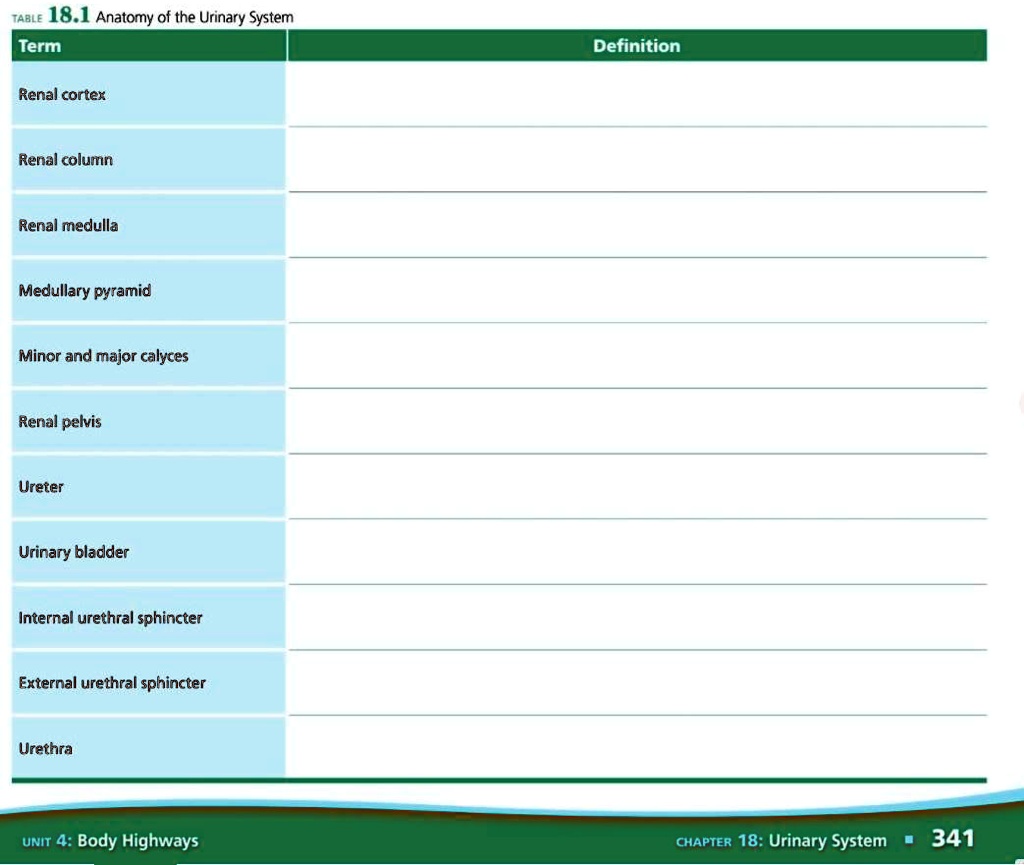 TABLE 18.1 Anatomy of the Urinary System Term Renal cortex Renal column ...