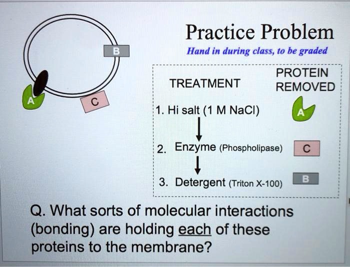 SOLVED: Practice Problem Hand in during class, to be graded PROTEIN ...