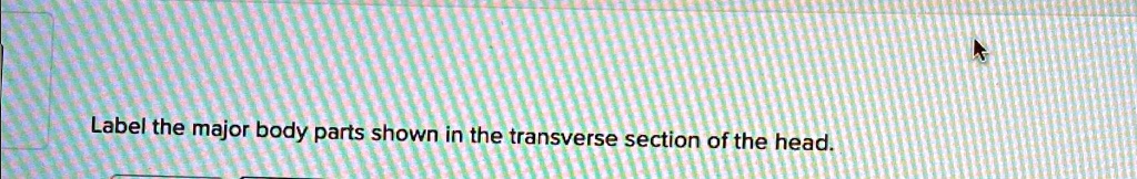 SOLVED: Label the major body parts shown in the transverse section of ...
