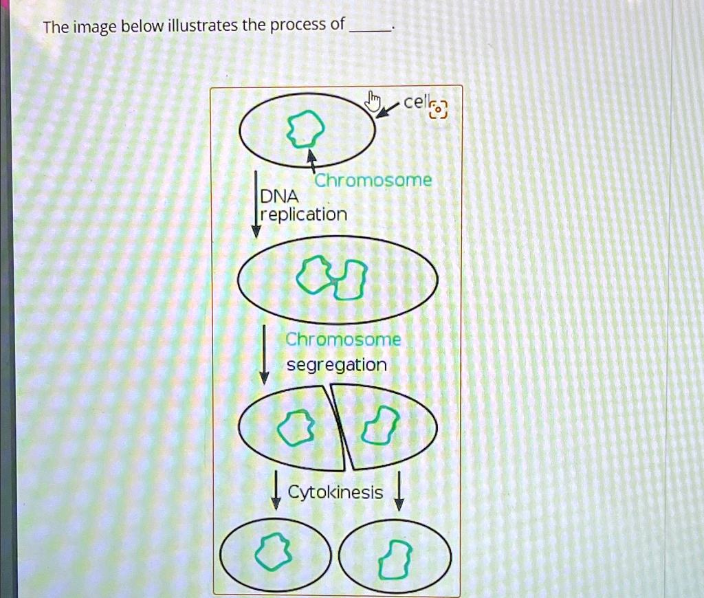 The image below illustrates the process of: Cell Chromosome DNA ...