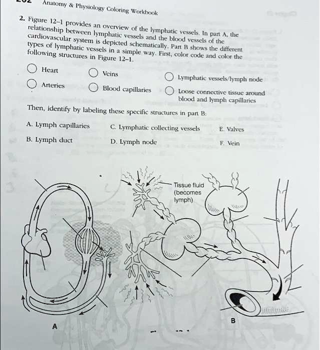 anatomy physiology coloring workbook 2figure 12 1 provides an overview of the lymphatic vessels ...