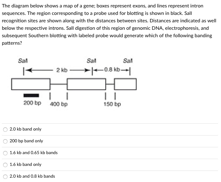 SOLVED: The diagram below shows map of gene; boxes represent exons; and ...
