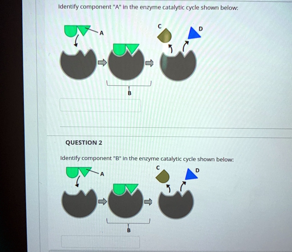 Identify component "A" in the enzyme catalytic cycle shown below: QUESTION 2 Identify component ...