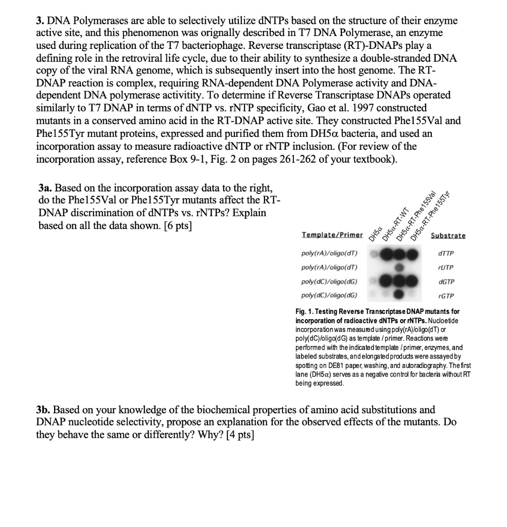 3 dna polymerases are able to selectively utilize dntps based on the ...