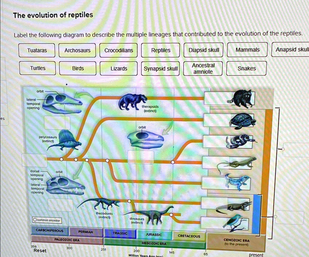 The evolution of reptiles Label the following diagram to describe the ...