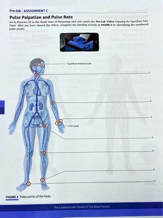 Pre-lab | ASSIGNMENT C Pulse Palpation and Pulse Rate Go to Exercise 18 ...