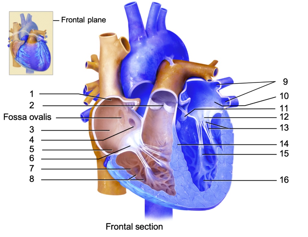 SOLVED: Label Please: aortic (semilunar) valve bicuspid valve (mitral ...