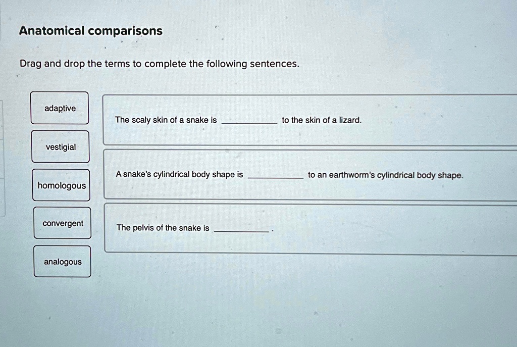Anatomical comparisons Drag and drop the terms to complete the ...