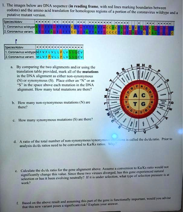 1. The images below are DNA sequence (in reading frame, with red lines ...
