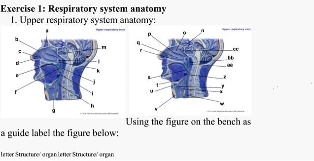 SOLVED: Exercise 1: Respiratory System Anatomy 1. Upper Respiratory ...