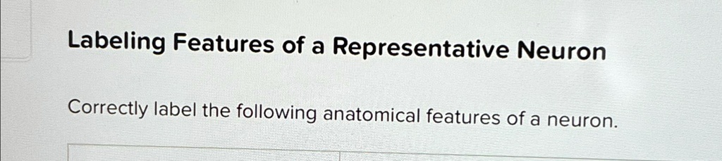 SOLVED: Labeling Features of a Representative Neuron Correctly label ...