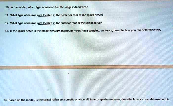 10. In thc model; which tYpe of neuran has the kngest… - SolvedLib