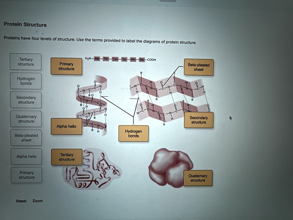 Protein Structure Proteins have four levels of structure. Use the terms ...