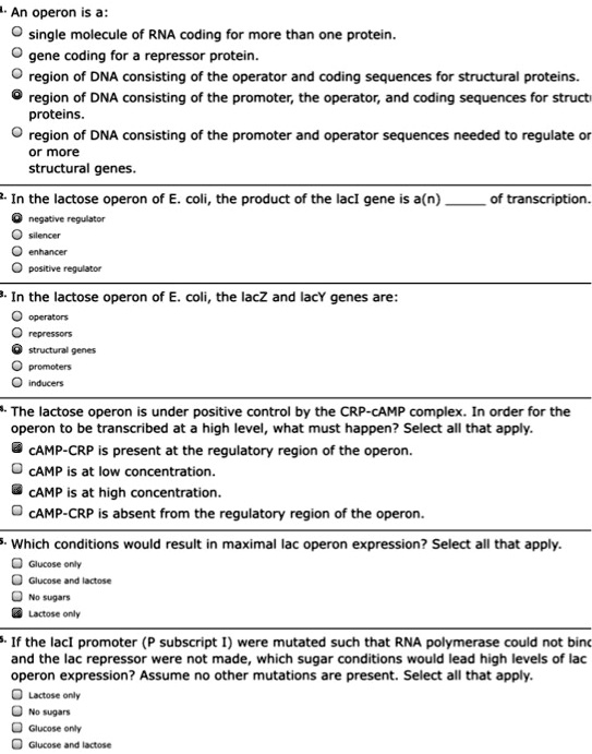 SOLVED: An operon is a: single molecule of RNA coding for more than one protein: gene coding for ...
