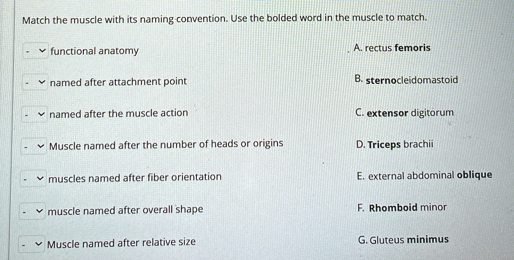 Match the muscle with its naming convention. Use the bolded word in the ...