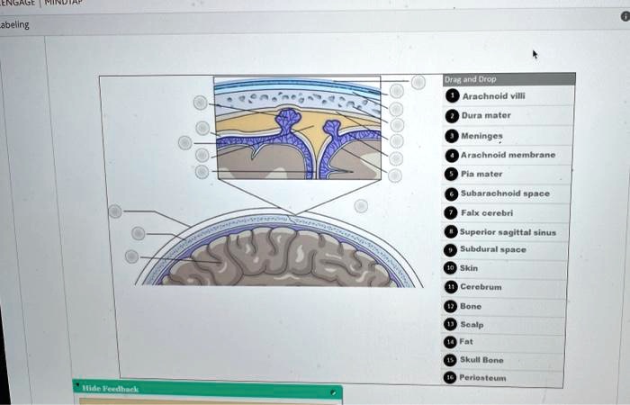 Drag and Drop 1 Arachnoid villi 2 Dura mater 3 Meninges 4 Arachnoid ...