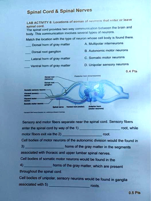 SOLVED: Spinal Cord Spinal Nerves LAB ACTIVITY 6: Locations of somas of neurons that enter or ...