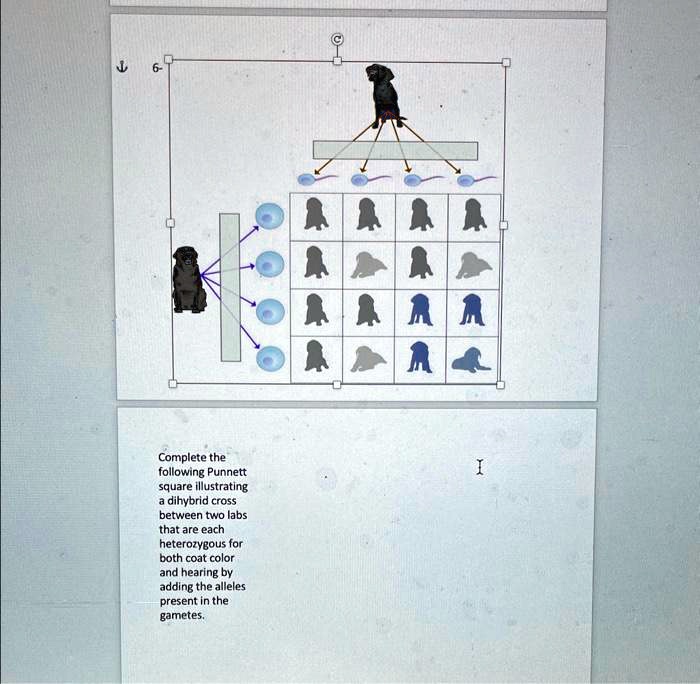 SOLVED: Complete the following Punnett square illustrating a dihybrid ...