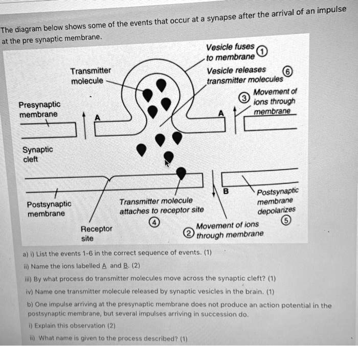 SOLVED: the arrival . of an impulse events that occur at a synapse ...