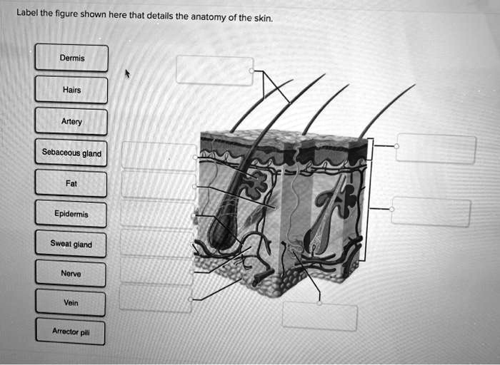 Label the figure shown here that details the anatomy of the...
